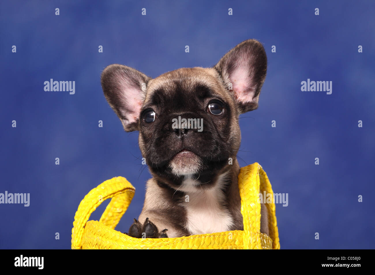 French Bull Puppy in bag Stock Photo - Alamy