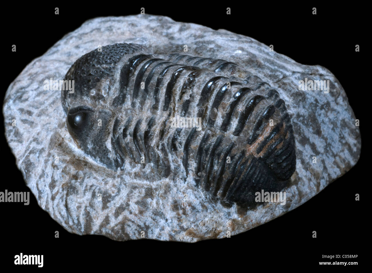 trilobite prehistoric fossil in a black isolated background Stock Photo ...