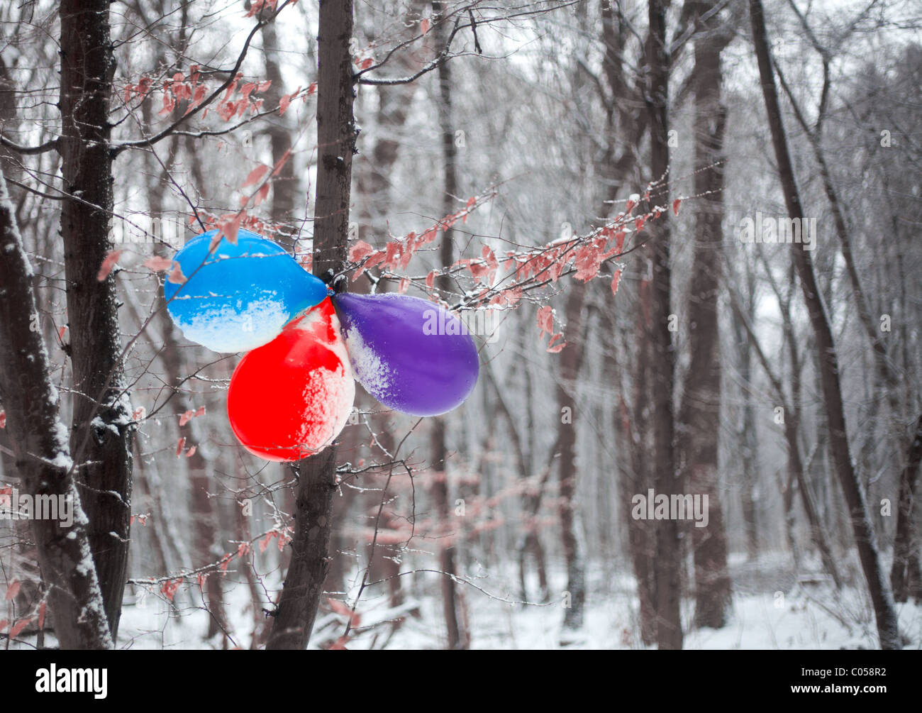 Birthday balloons hanging on the tree in snowy forest Stock Photo - Alamy