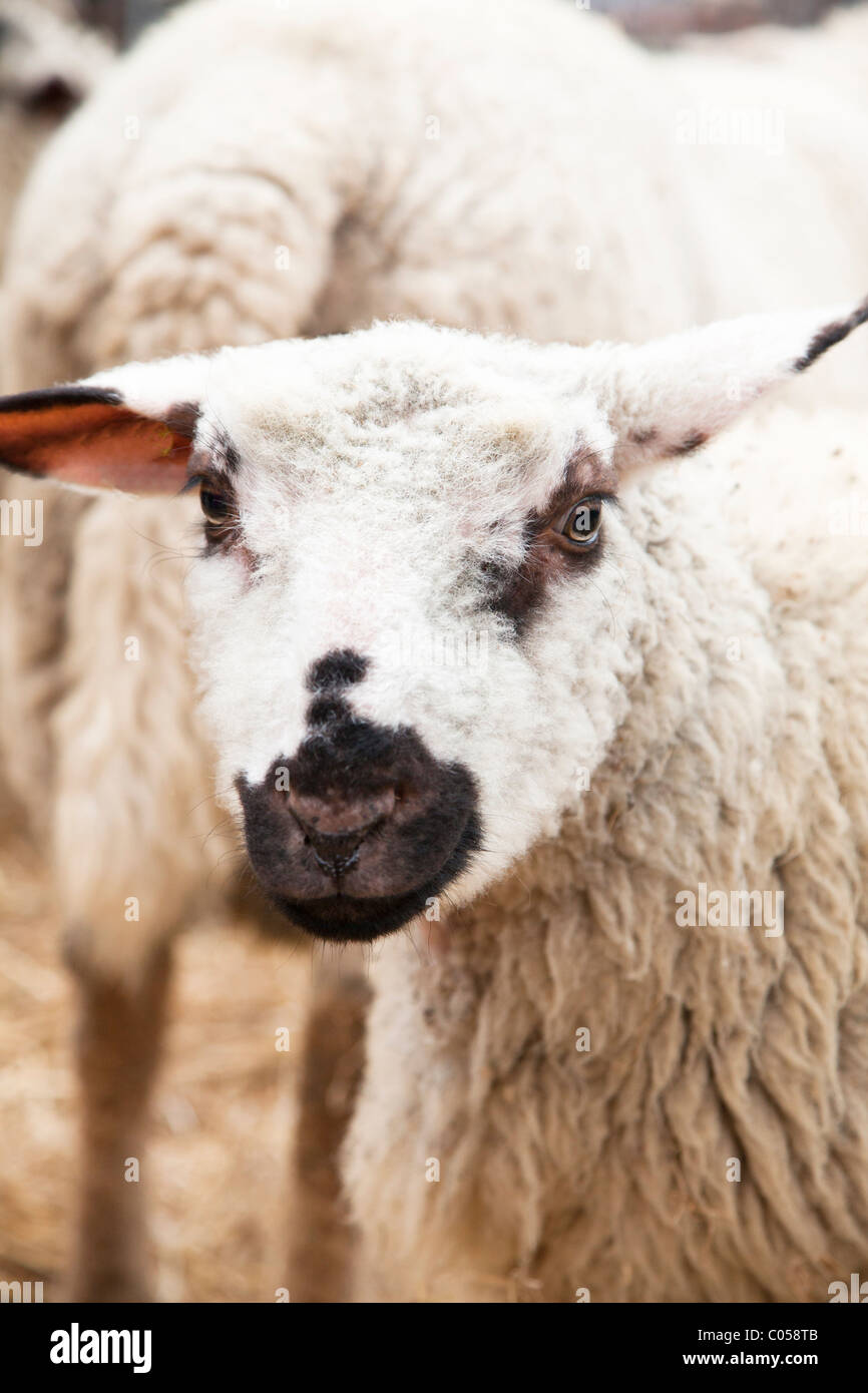 A sheep looking at camera Stock Photo - Alamy