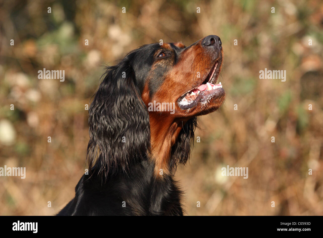 Gordon Setter Portrait Stock Photo - Alamy