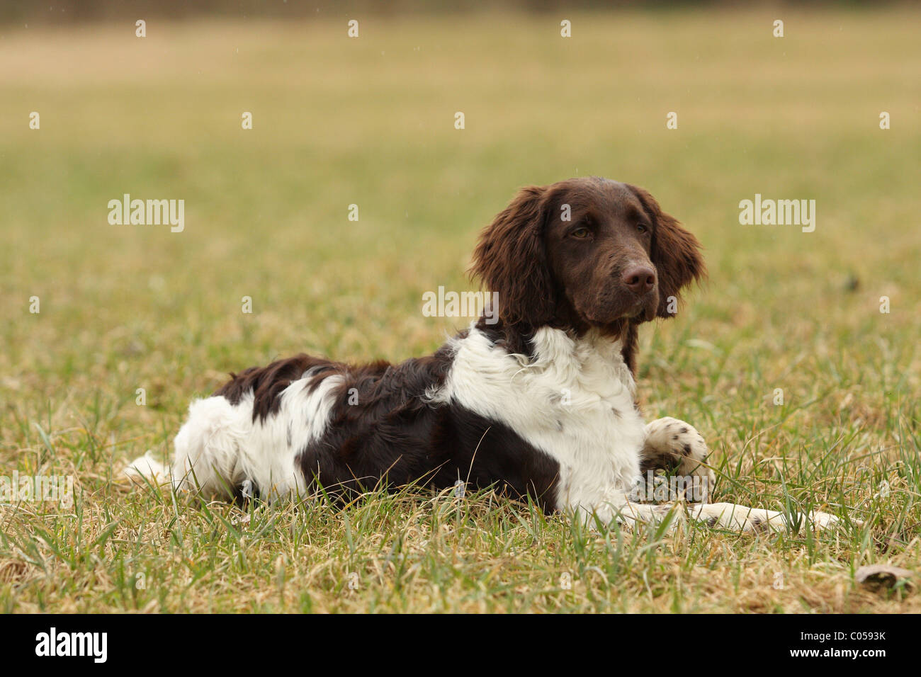 small munsterlander dog Stock Photo - Alamy