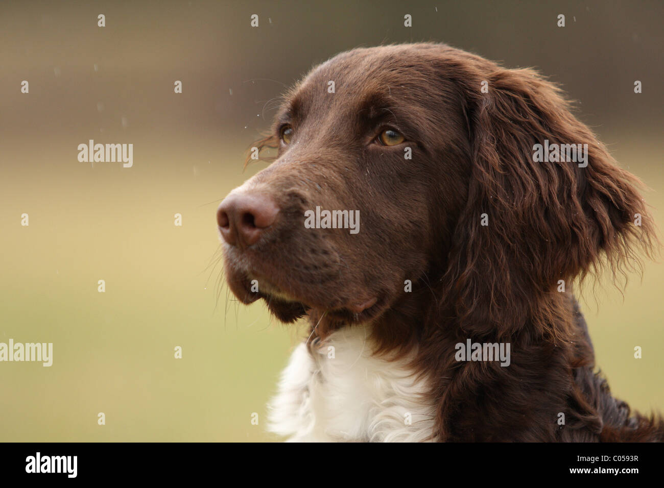 small munsterlander dog Stock Photo - Alamy