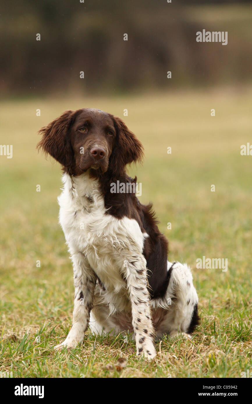 small munsterlander dog Stock Photo - Alamy