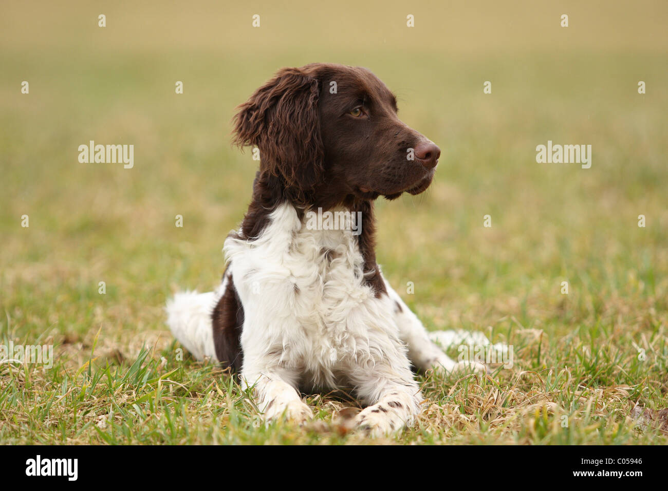 small munsterlander dog Stock Photo - Alamy