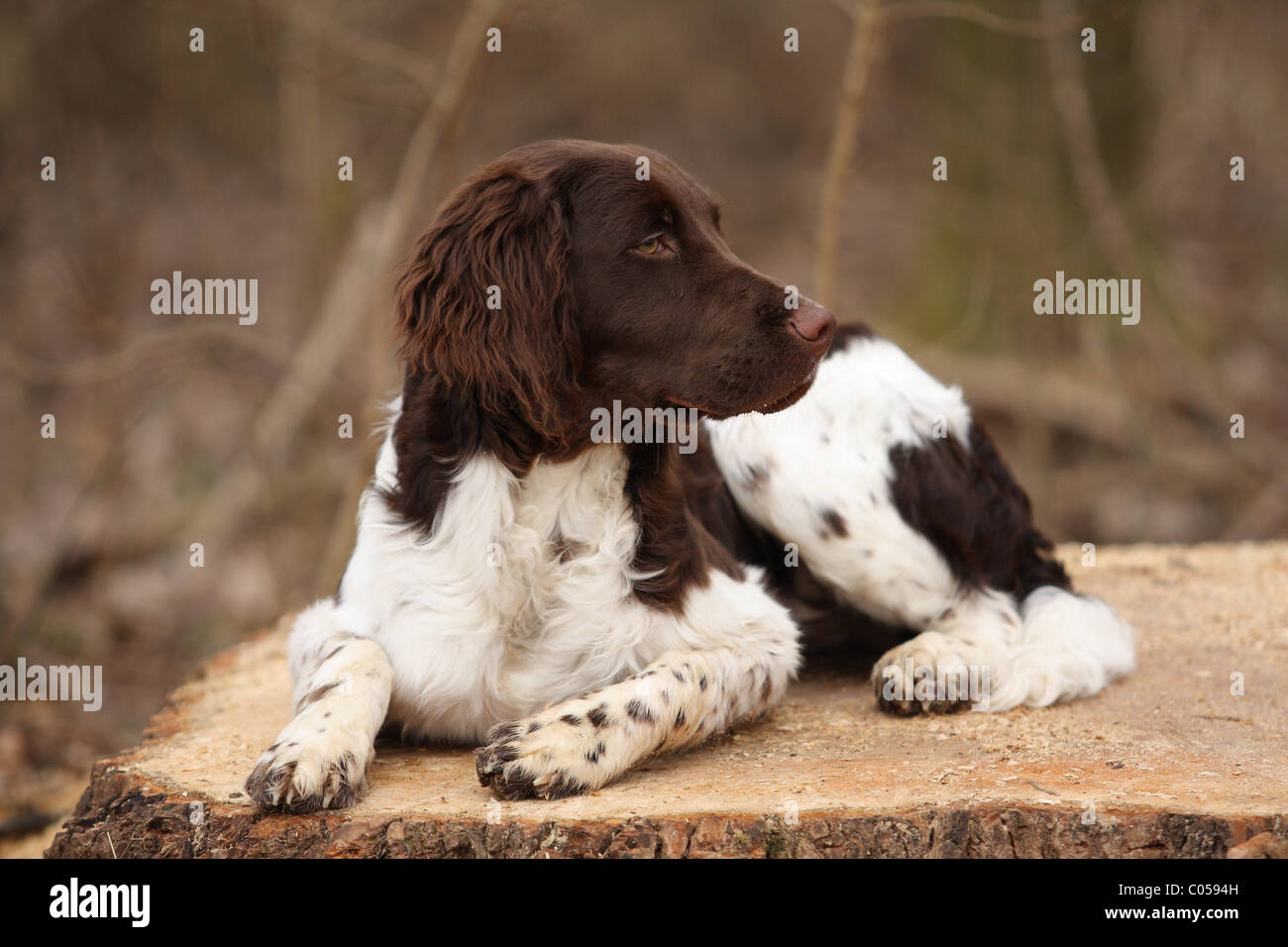 small munsterlander dog Stock Photo - Alamy