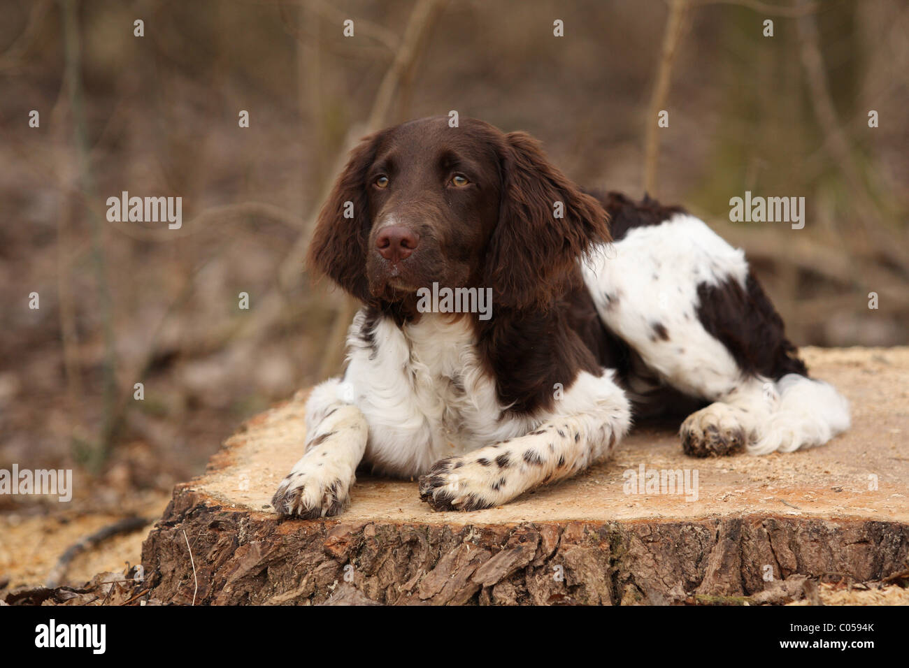 small munsterlander dog Stock Photo - Alamy