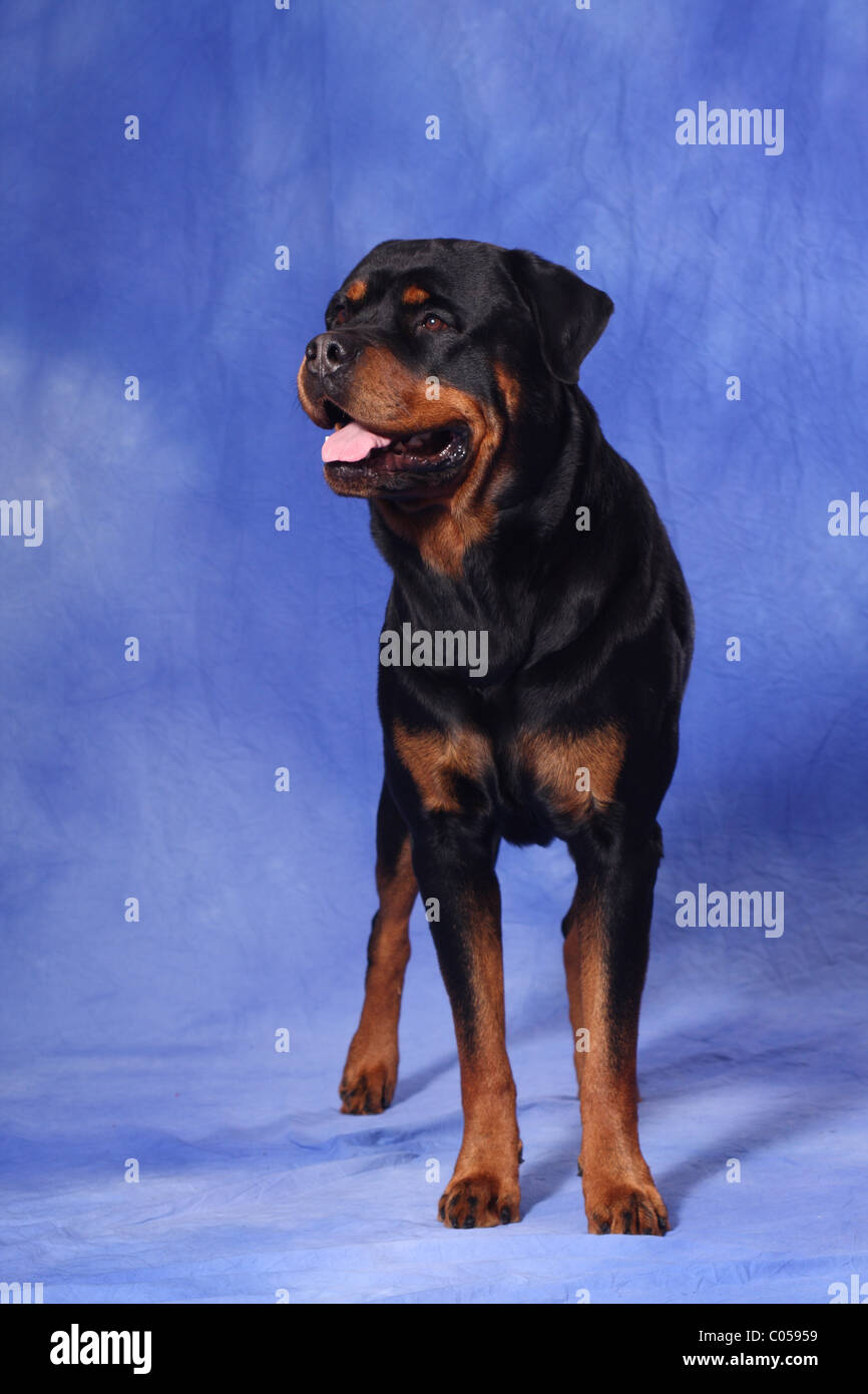 Rottweiler standing hi-res stock photography and images - Alamy