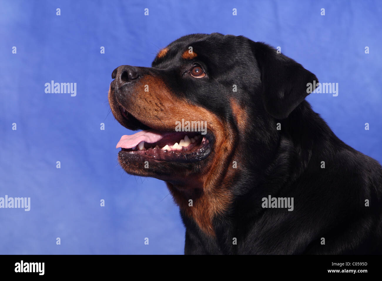 Rottweiler canis lupus familiaris portrait hi-res stock photography and ...