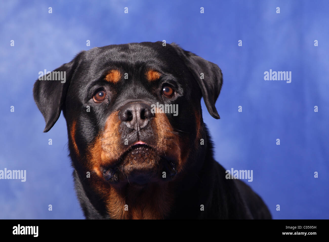 Rottweiler canis lupus familiaris portrait hi-res stock photography and ...