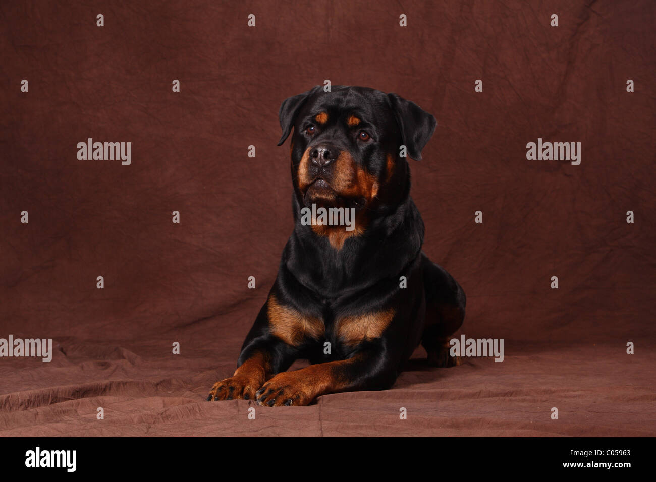 Black and brown rottweiler hi-res stock photography and images - Alamy