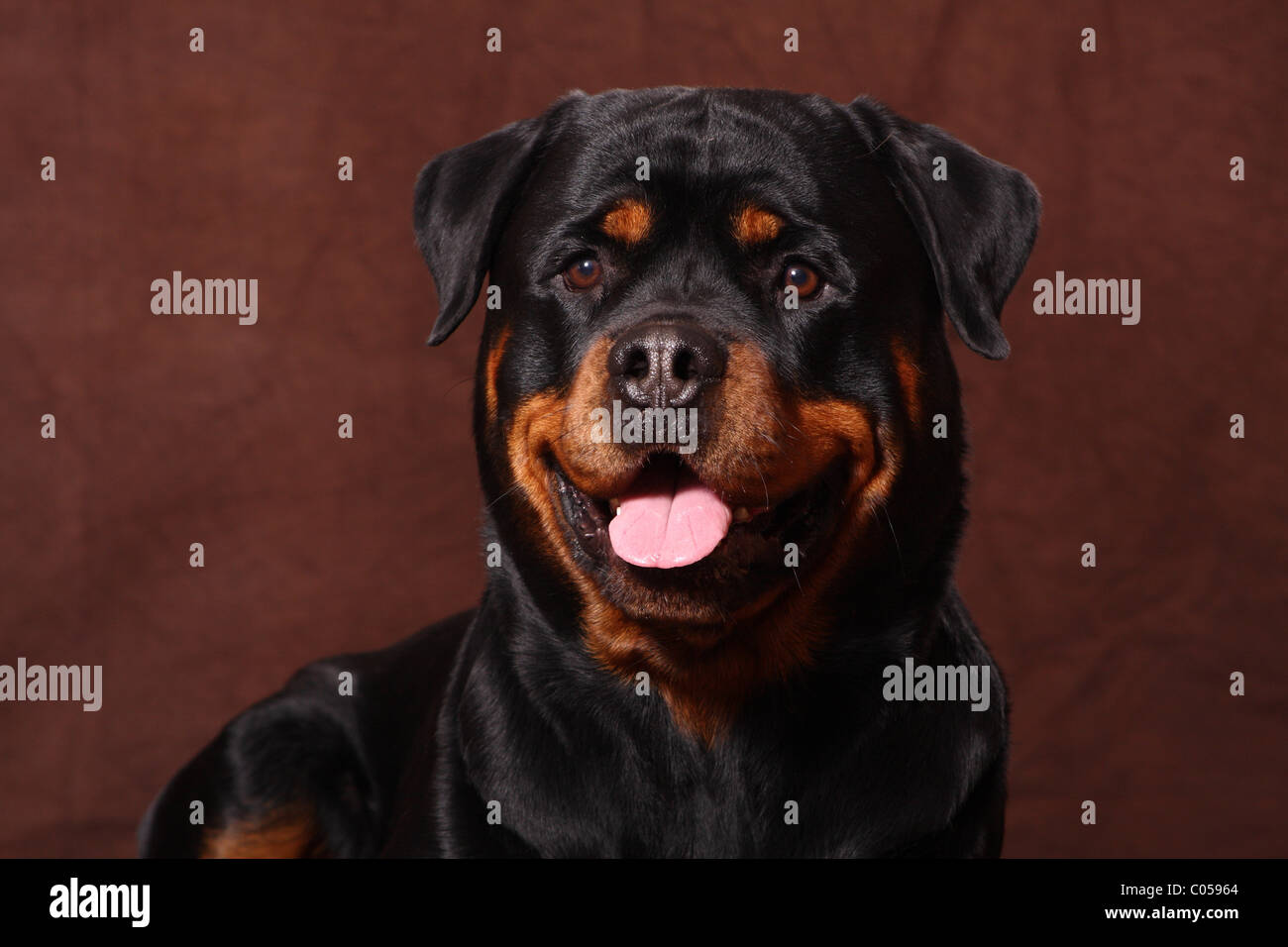 Black and brown rottweiler hi-res stock photography and images - Alamy