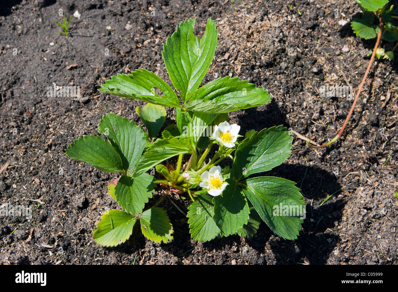 Strawberry plant and flower close up hi-res stock photography and ...