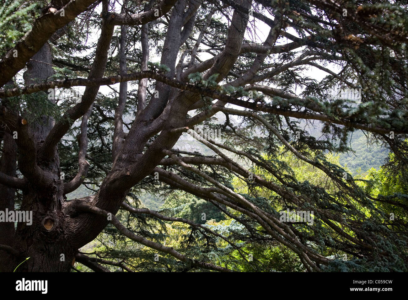 African cedar (cedrus atlantica) hi-res stock photography and images ...