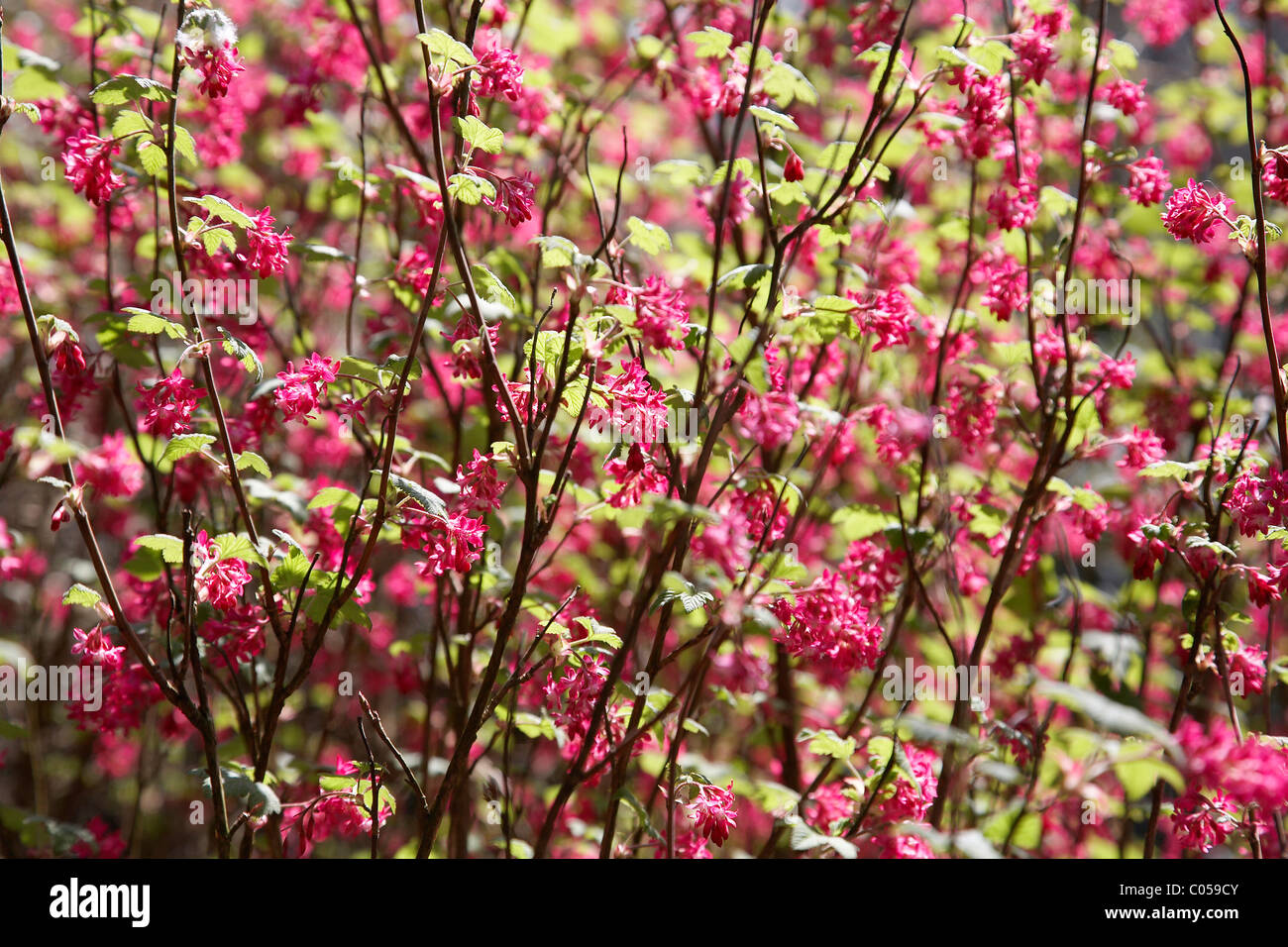 A close up of Ribes Sanguineum just coming into flower in April Stock ...