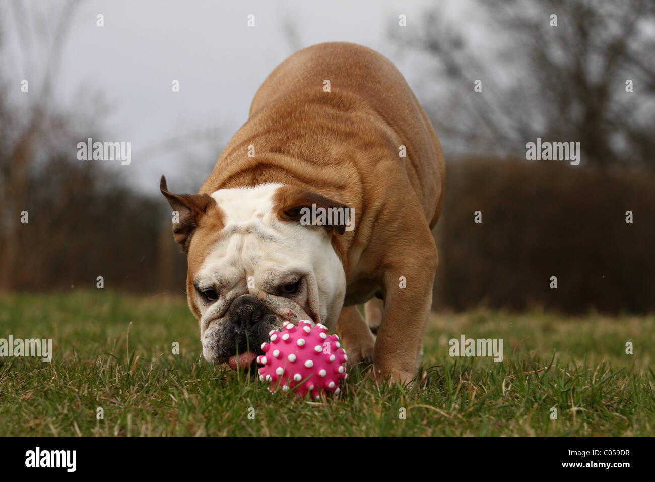 playing English Bulldog Stock Photo - Alamy