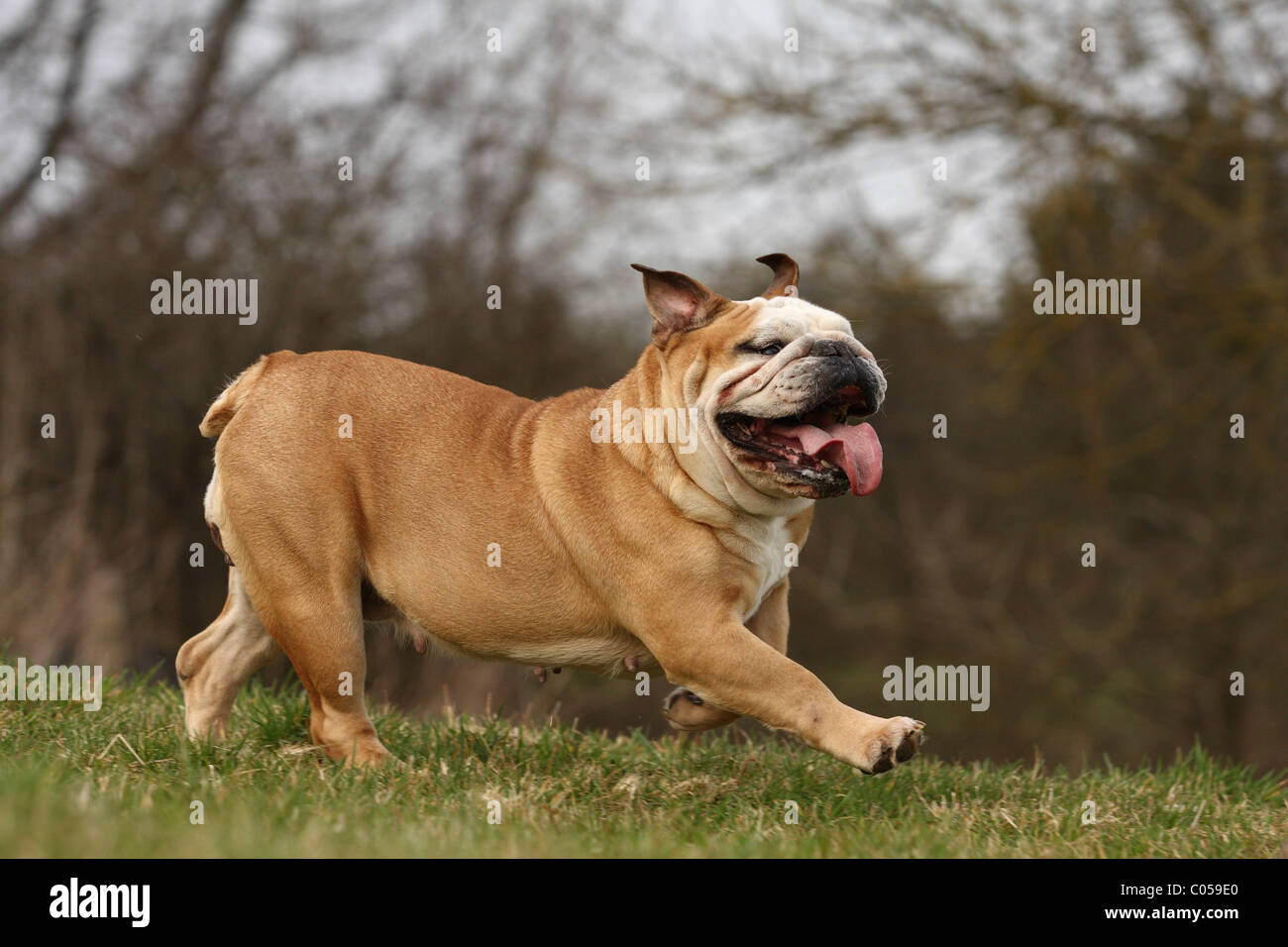 running English Bulldog Stock Photo - Alamy