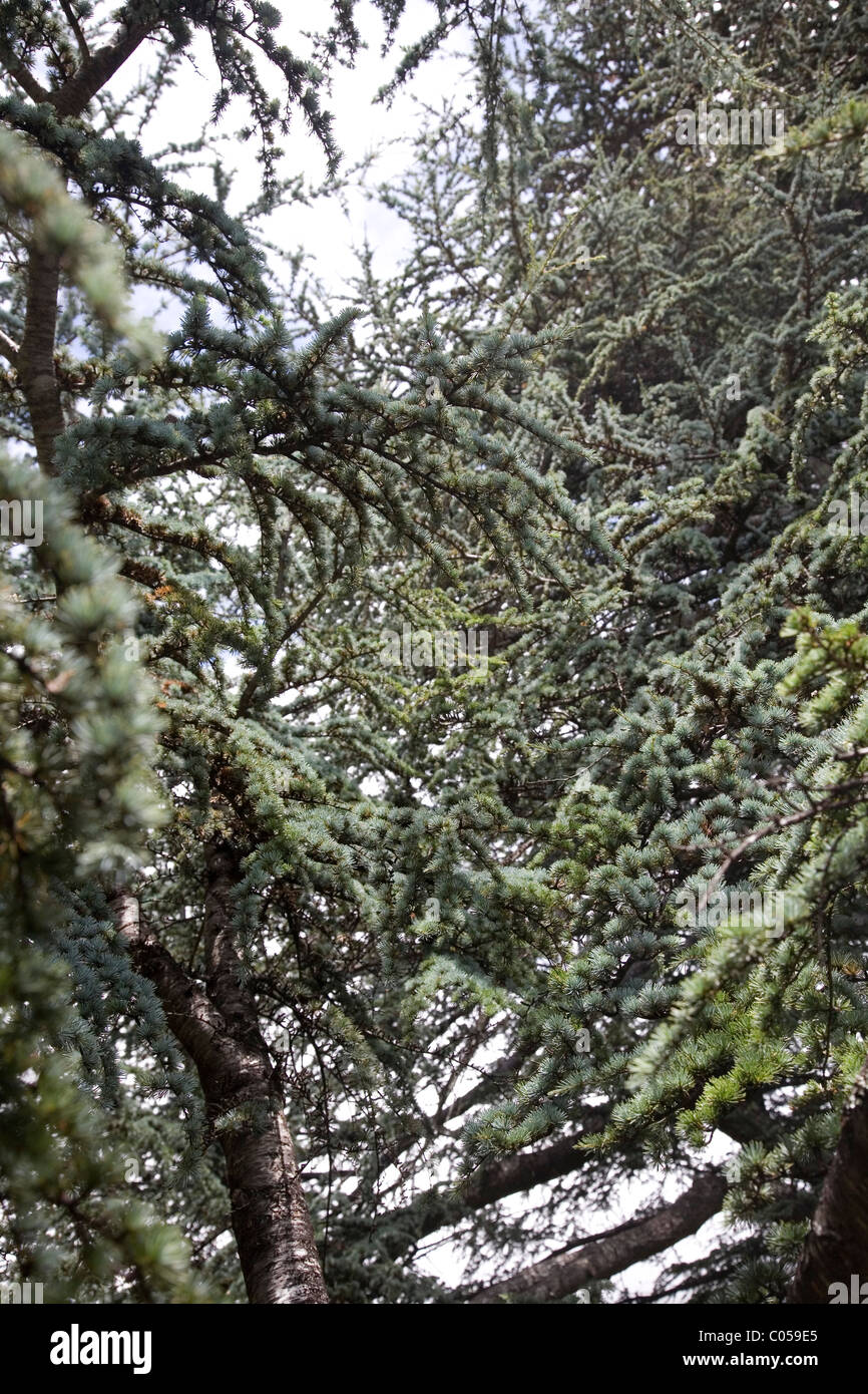 Cedrus atlantica glauca hi-res stock photography and images - Alamy