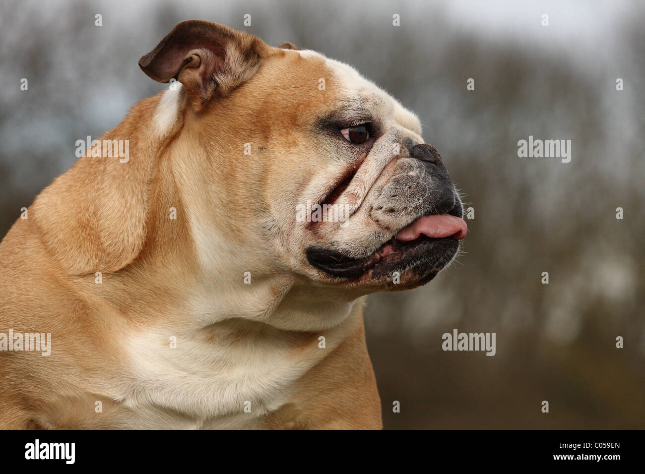 English Bulldog Portrait Stock Photo - Alamy