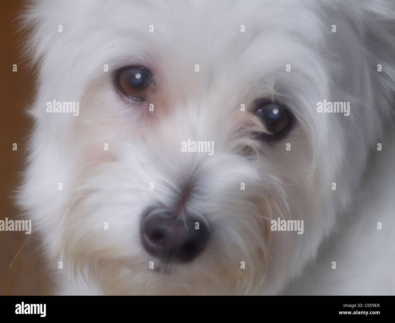 Please please me hi-res stock photography and images - Alamy