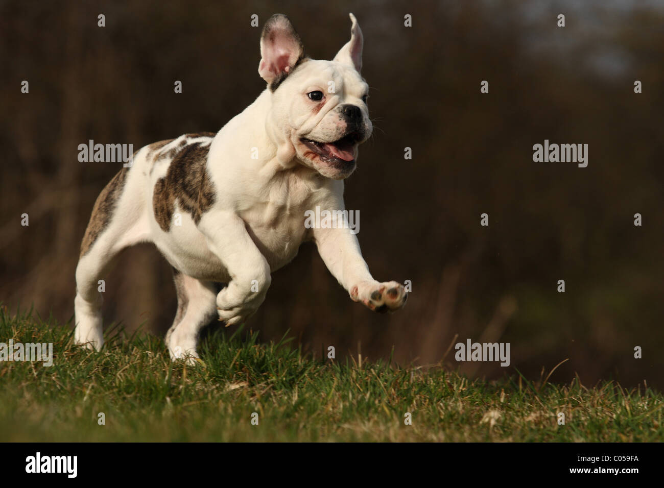 running English Bulldog Stock Photo - Alamy