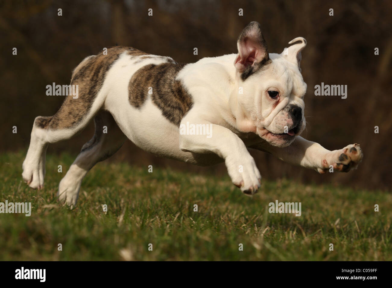 running English Bulldog Stock Photo - Alamy