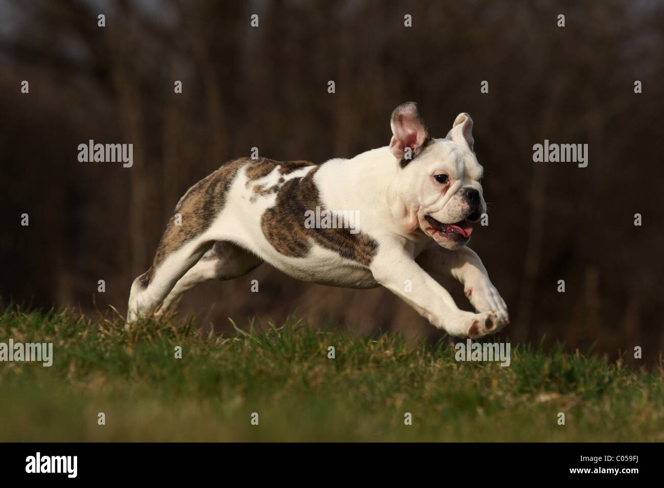 running English Bulldog Stock Photo - Alamy