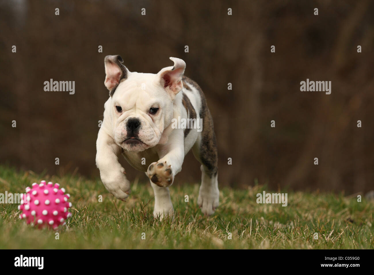 playing English Bulldog Stock Photo - Alamy