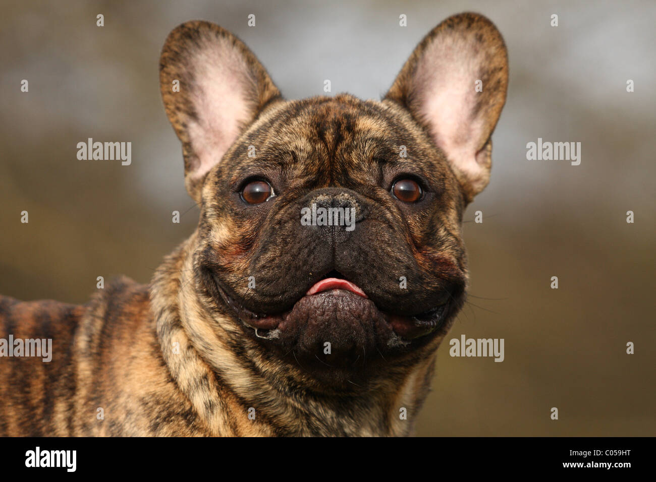 French Bulldog Portrait Stock Photo - Alamy