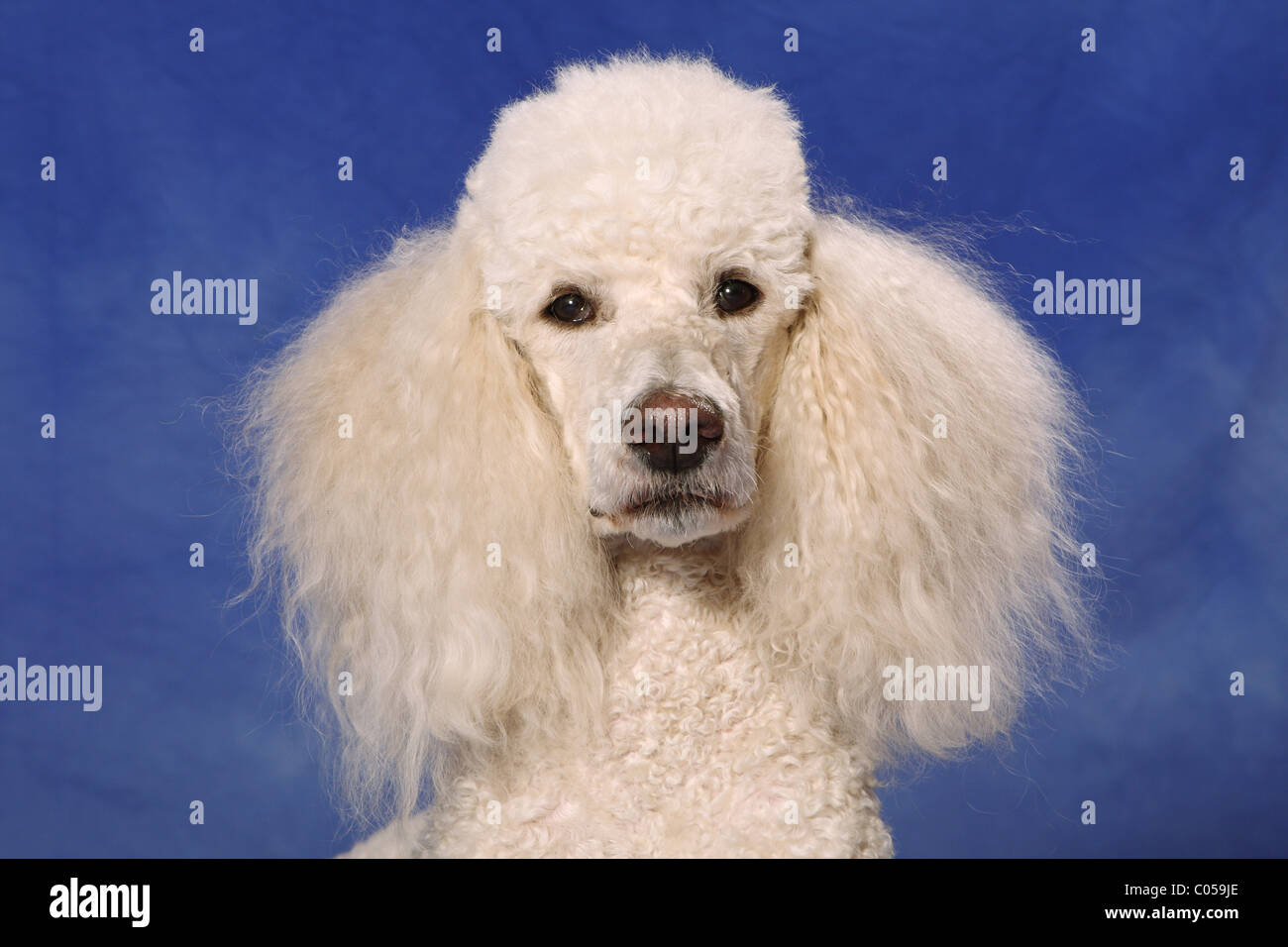Giant Poodle Portrait Stock Photo - Alamy
