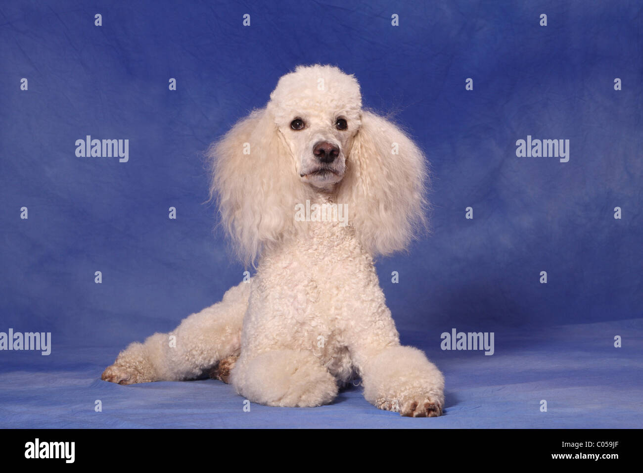 lying Giant Poodle Stock Photo - Alamy