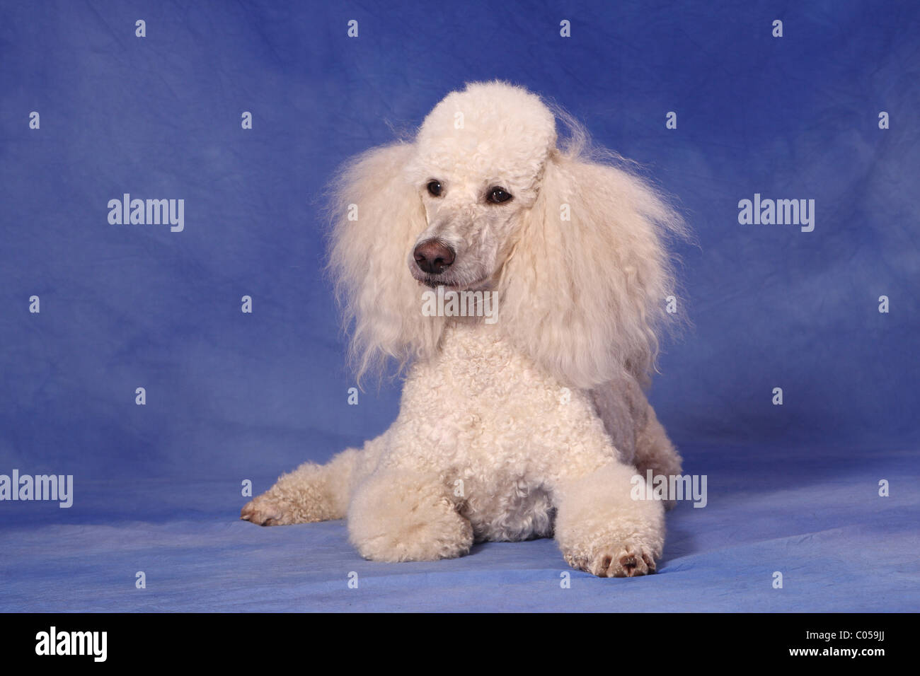 lying Giant Poodle Stock Photo - Alamy