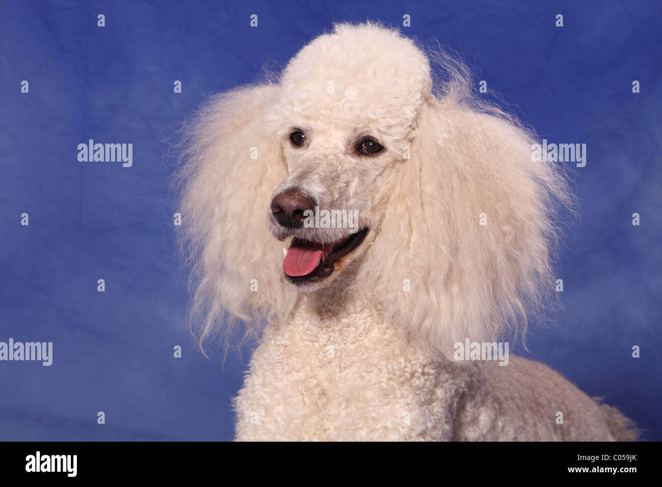 Giant Poodle Portrait Stock Photo - Alamy
