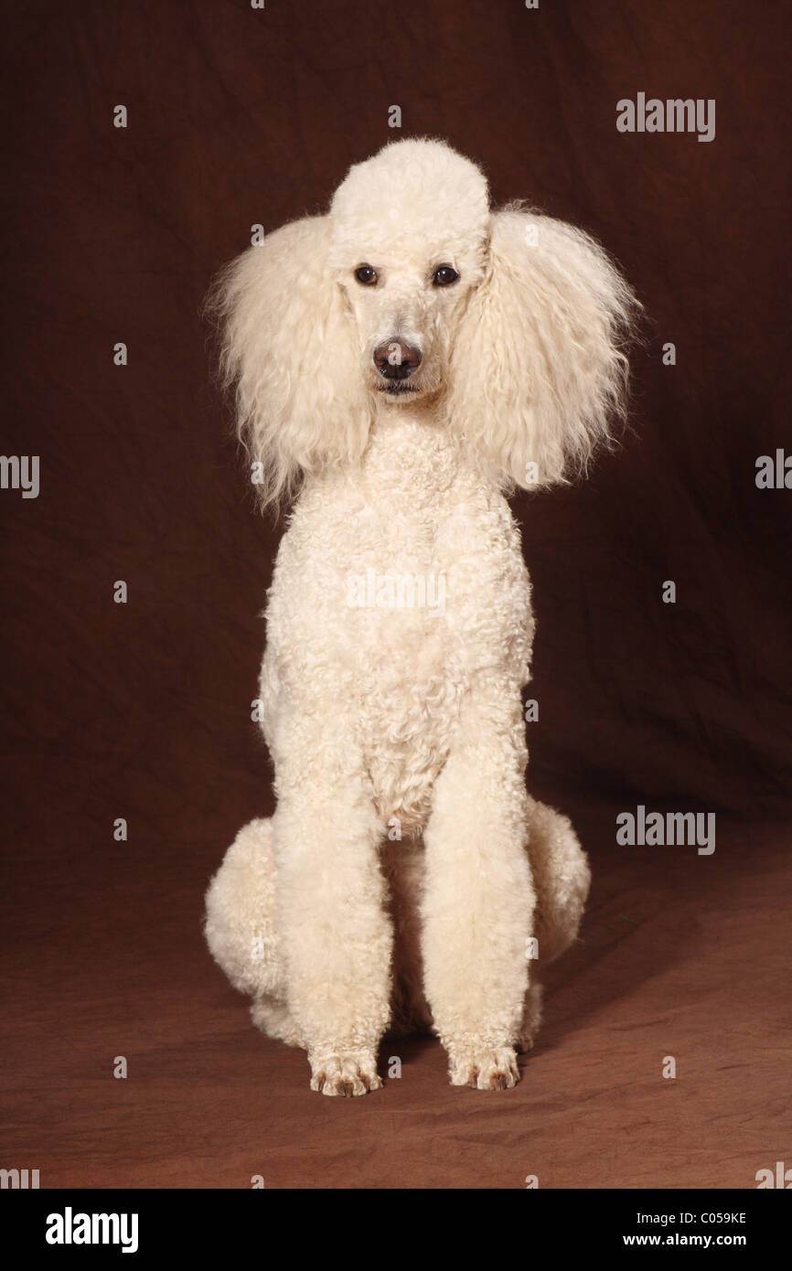 sitting Giant Poodle Stock Photo - Alamy