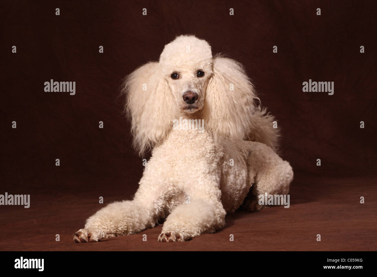 lying Giant Poodle Stock Photo - Alamy