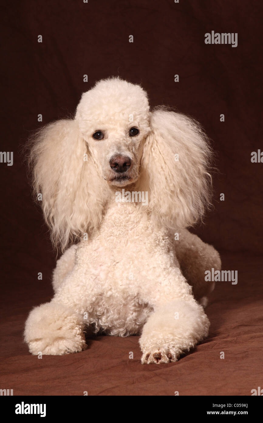 lying Giant Poodle Stock Photo - Alamy