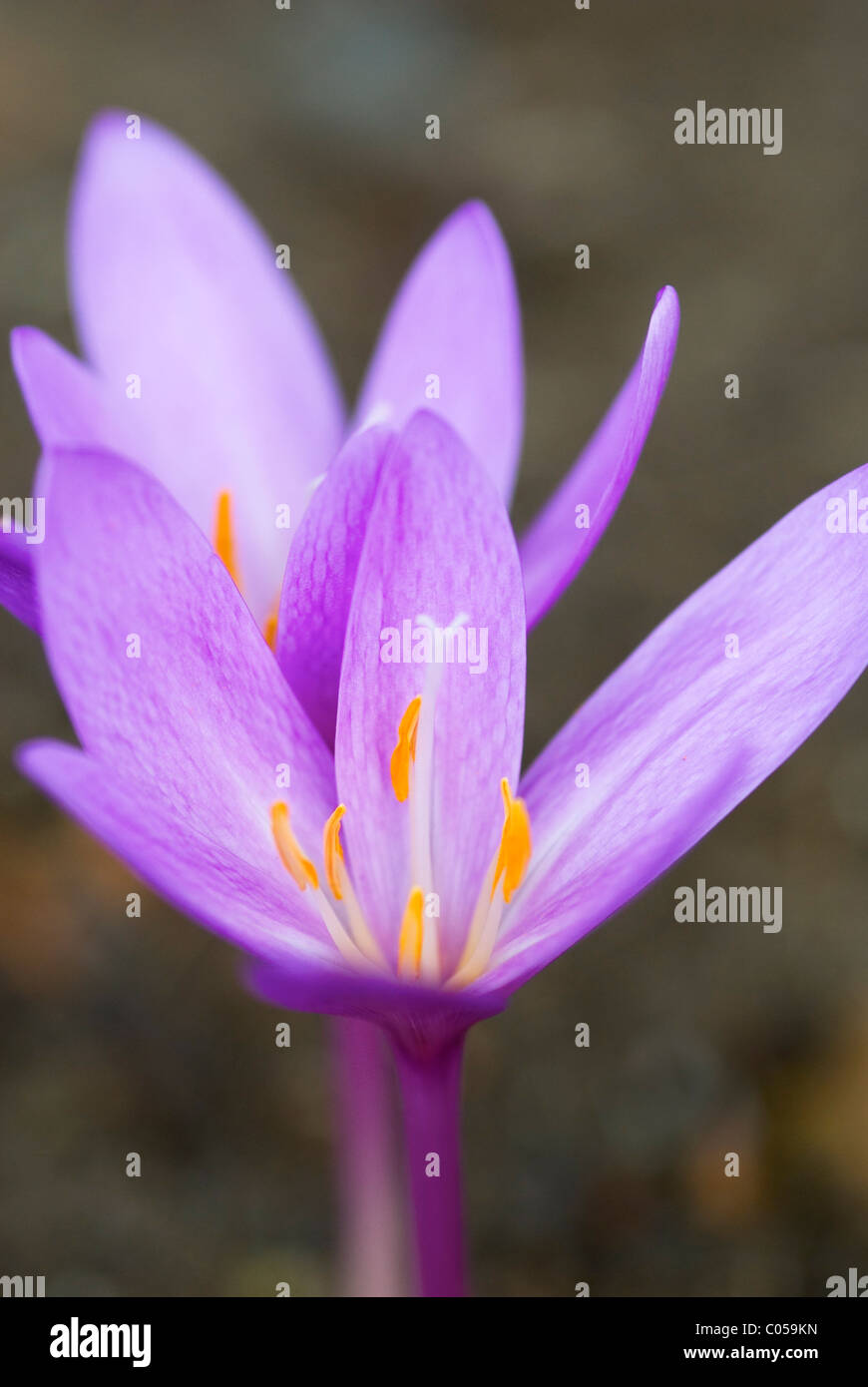 COLCHICUM AUTUMNALE NANCY LINDSAY AUTUMN CROCUS Stock Photo - Alamy