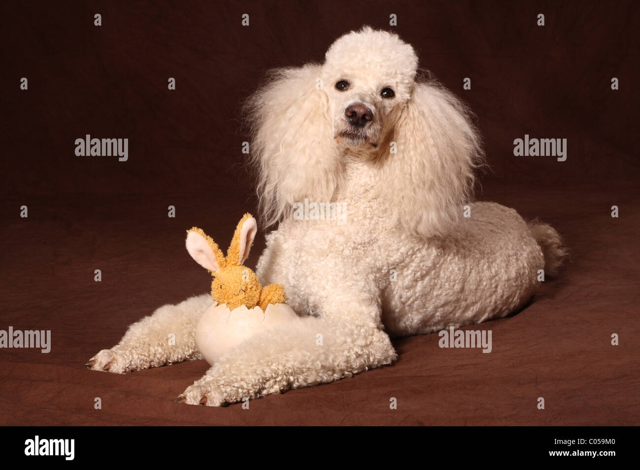 lying Giant Poodle Stock Photo - Alamy