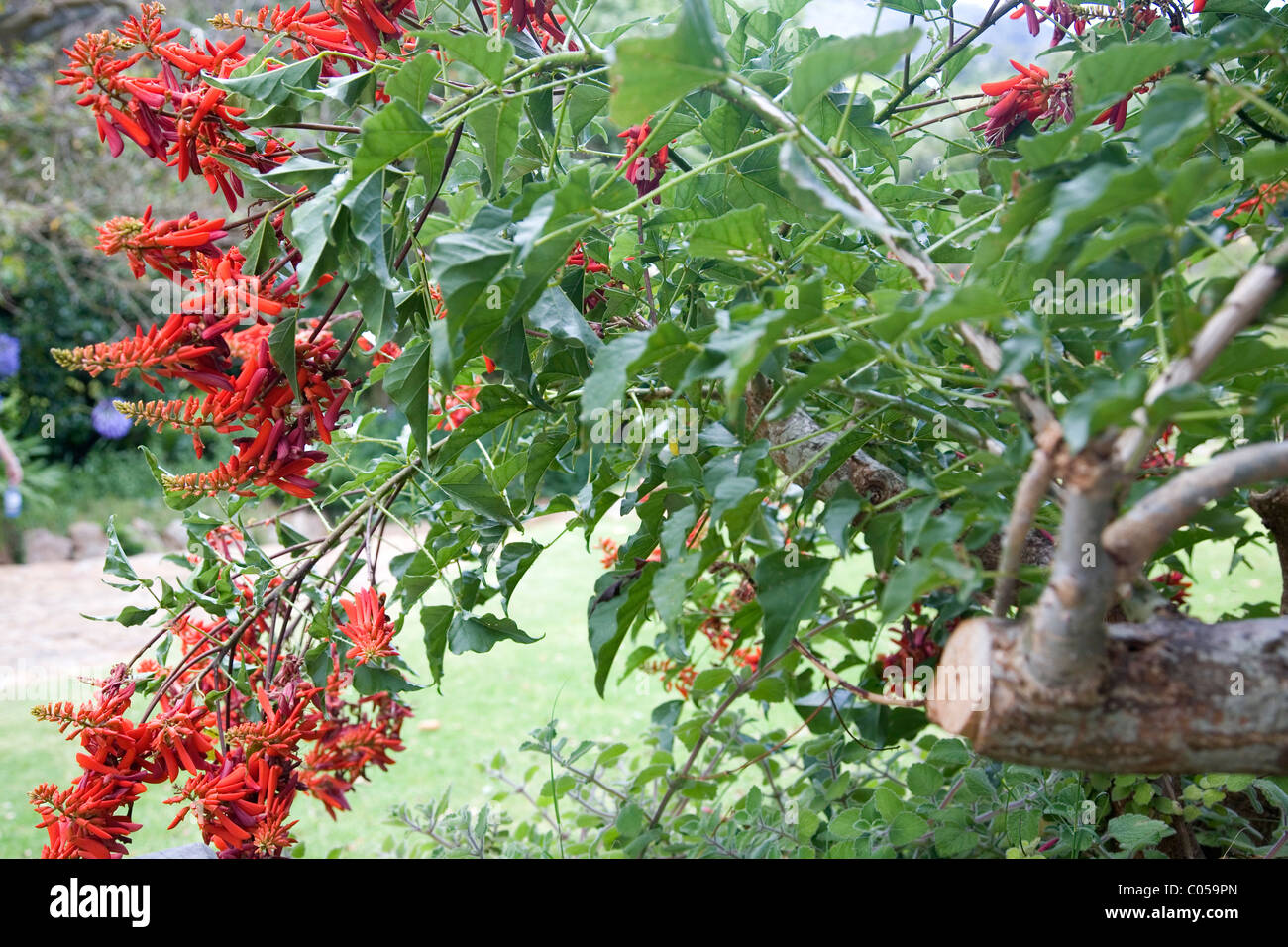 Erythrina Humeana or Dwarf Coral Tree at Kirstenbosch Gardens Stock ...