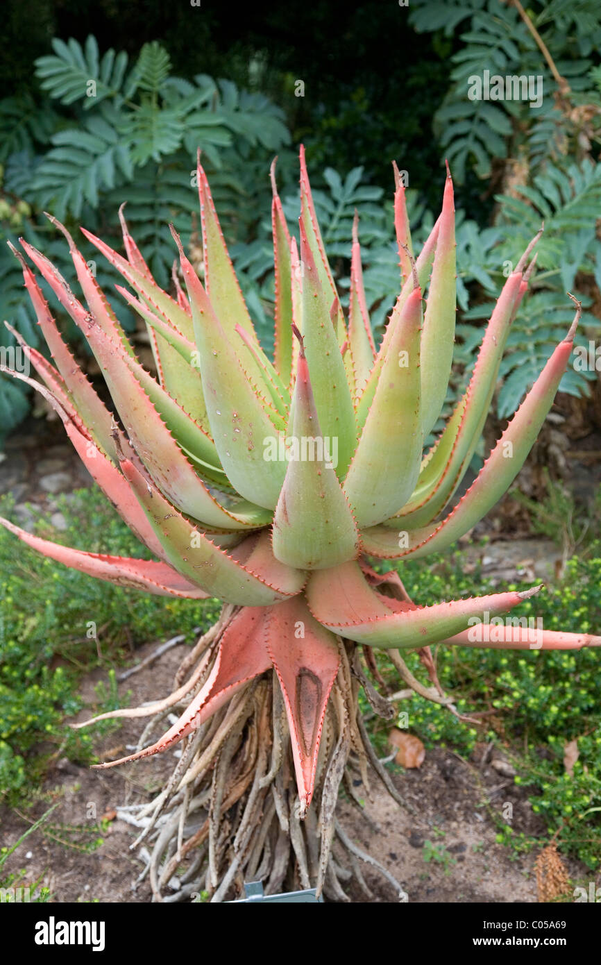 Aloe ferox hi-res stock photography and images - Alamy