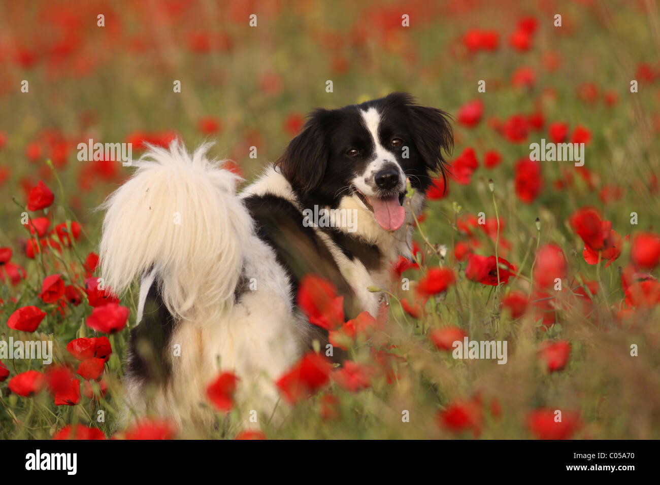 Black white poppies in spring hi-res stock photography and images - Alamy