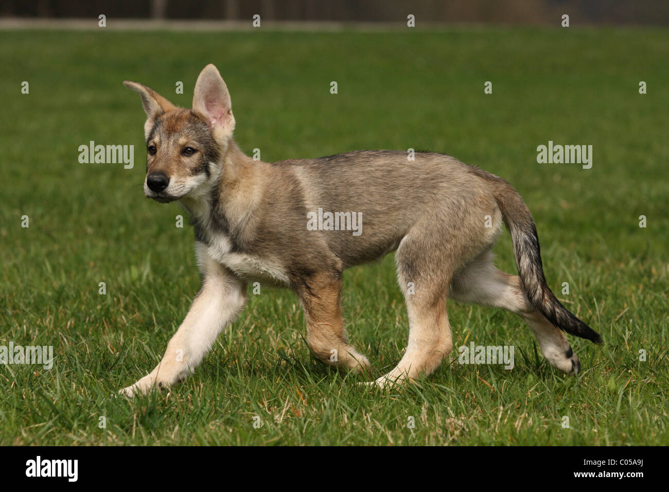 Saarloos Wolfdog Puppy Stock Photo - Alamy