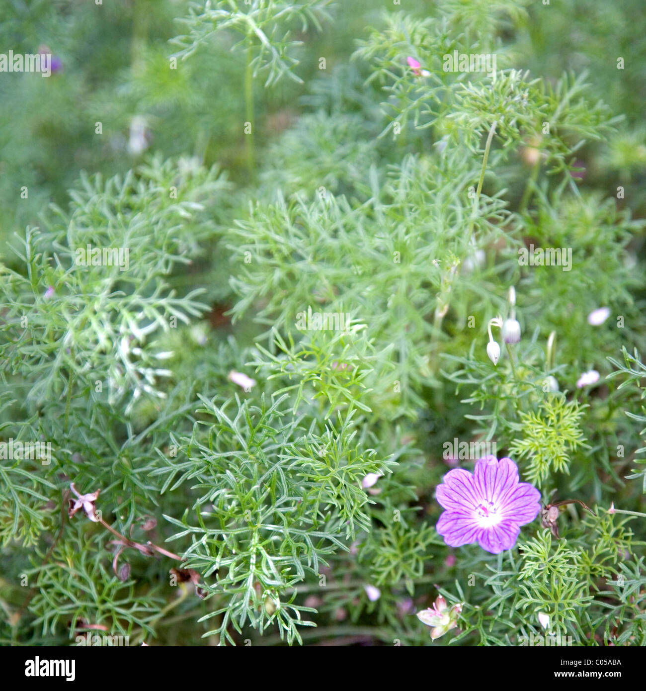 Carpet Geranium at Kirstenbosch gardens in Cape Town Stock Photo - Alamy