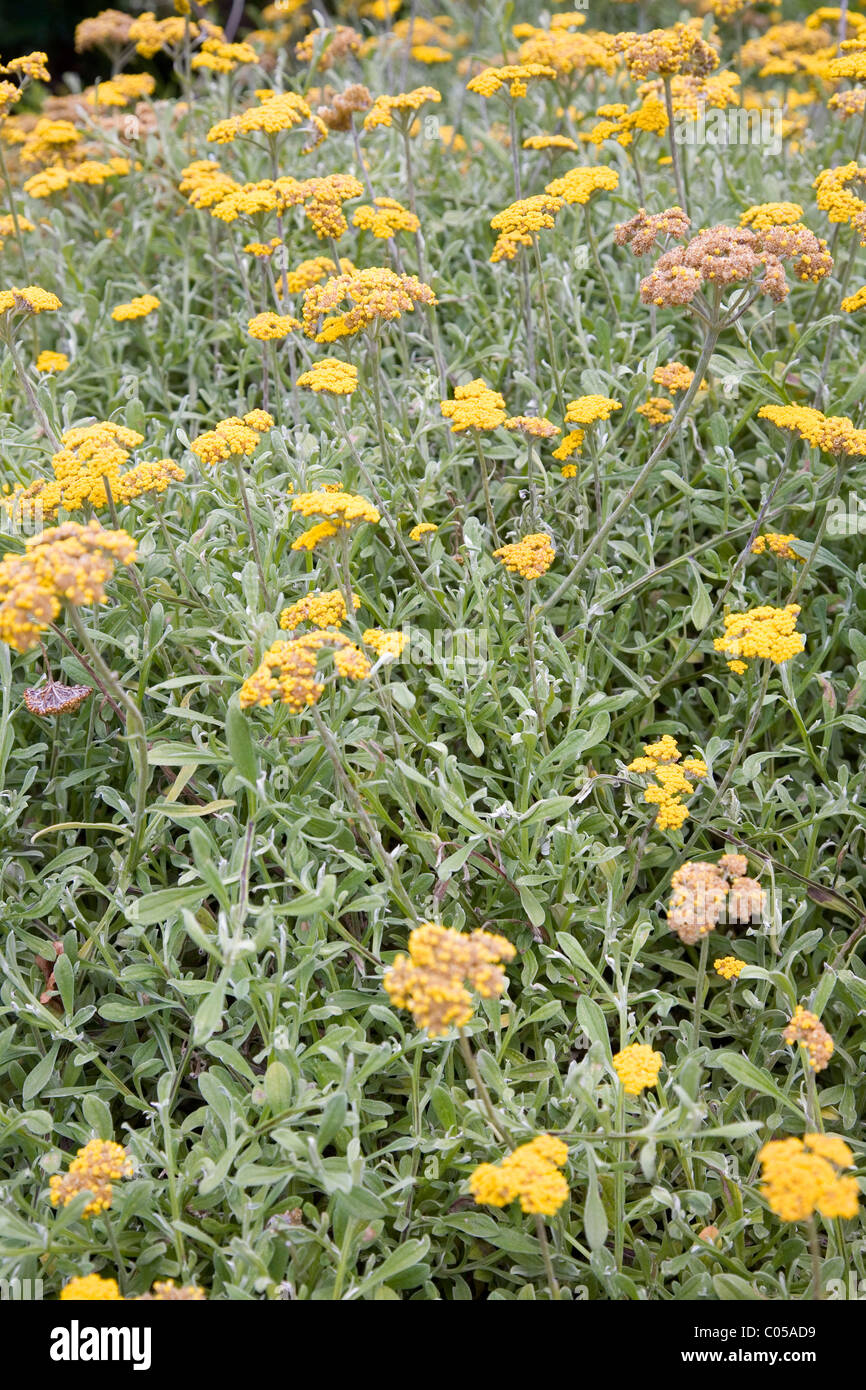 Helichrysum Odoratissimum var. Odoratissimum or Imphepho at ...