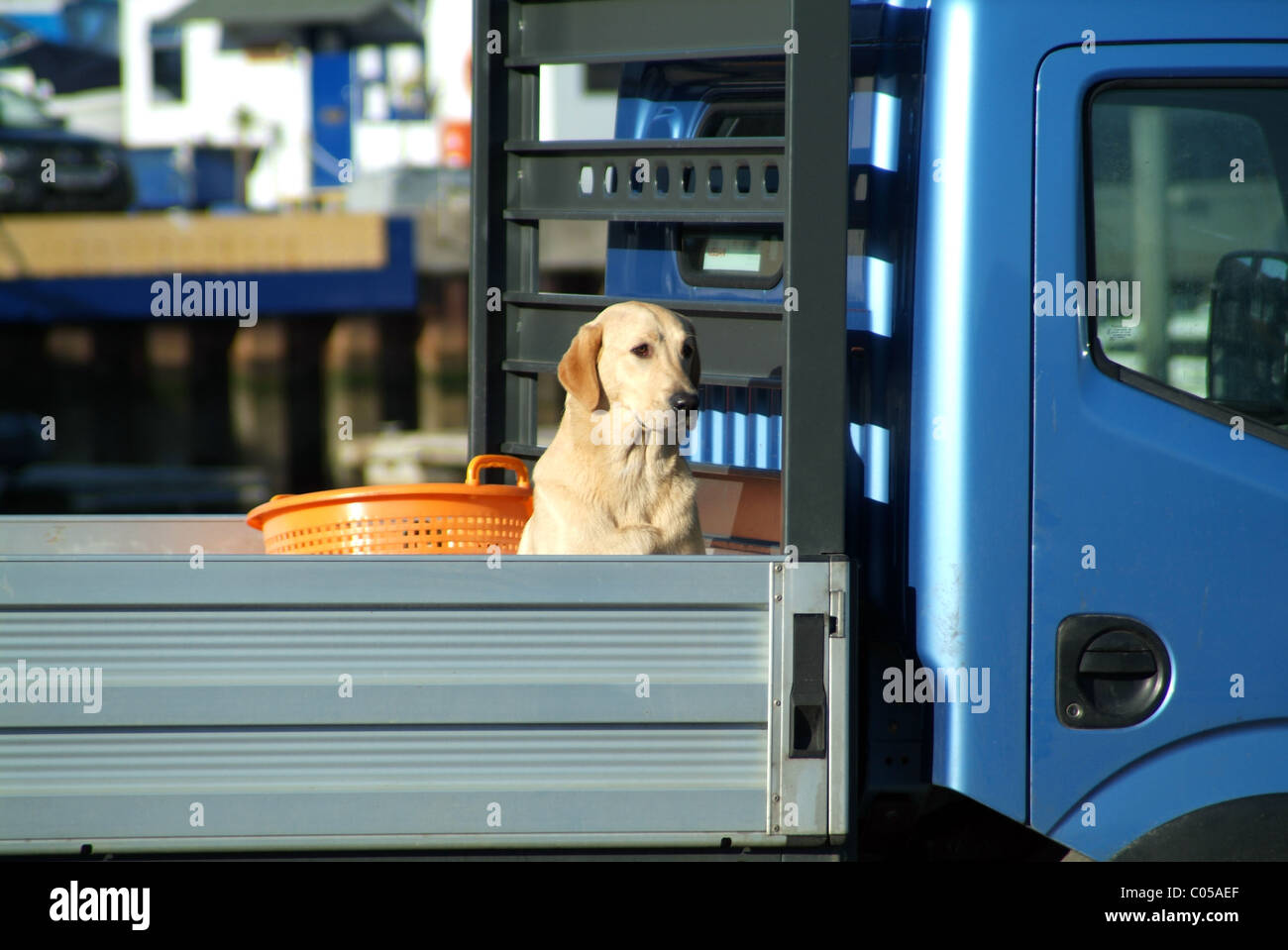 Golden Labrador waiting in pickup for Master at Lymington Quay Stock ...