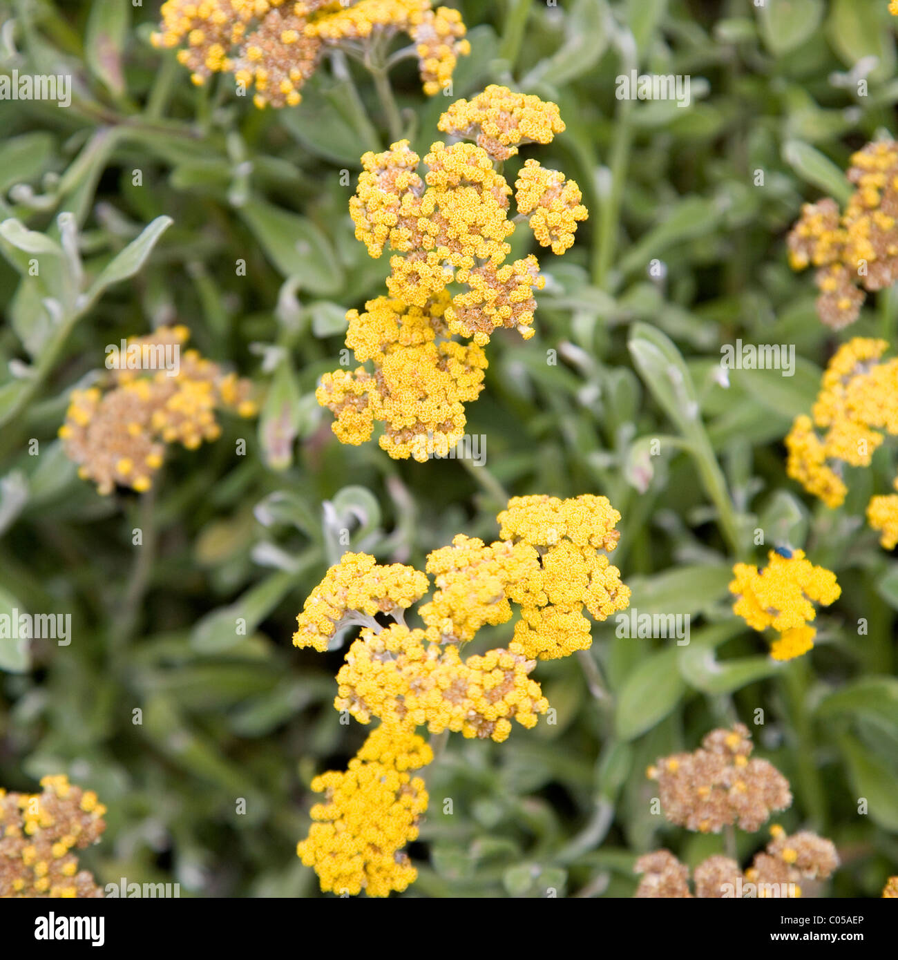 Helichrysum odoratissimum hi-res stock photography and images - Alamy