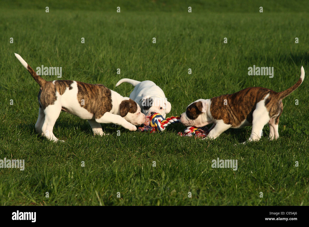 Bulldog puppy pulling hi-res stock photography and images - Alamy