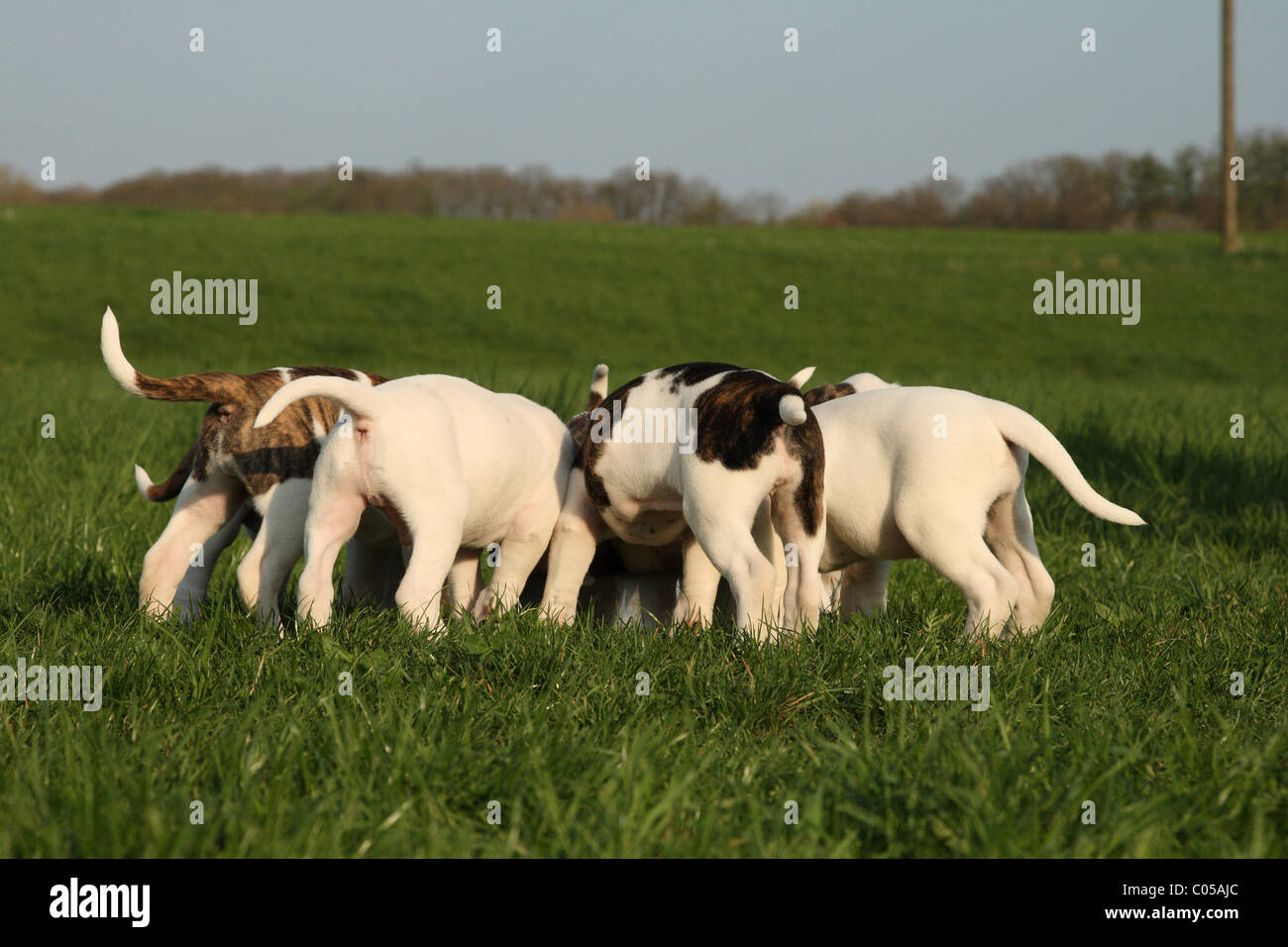 Bull dogs playing rear hi-res stock photography and images - Alamy