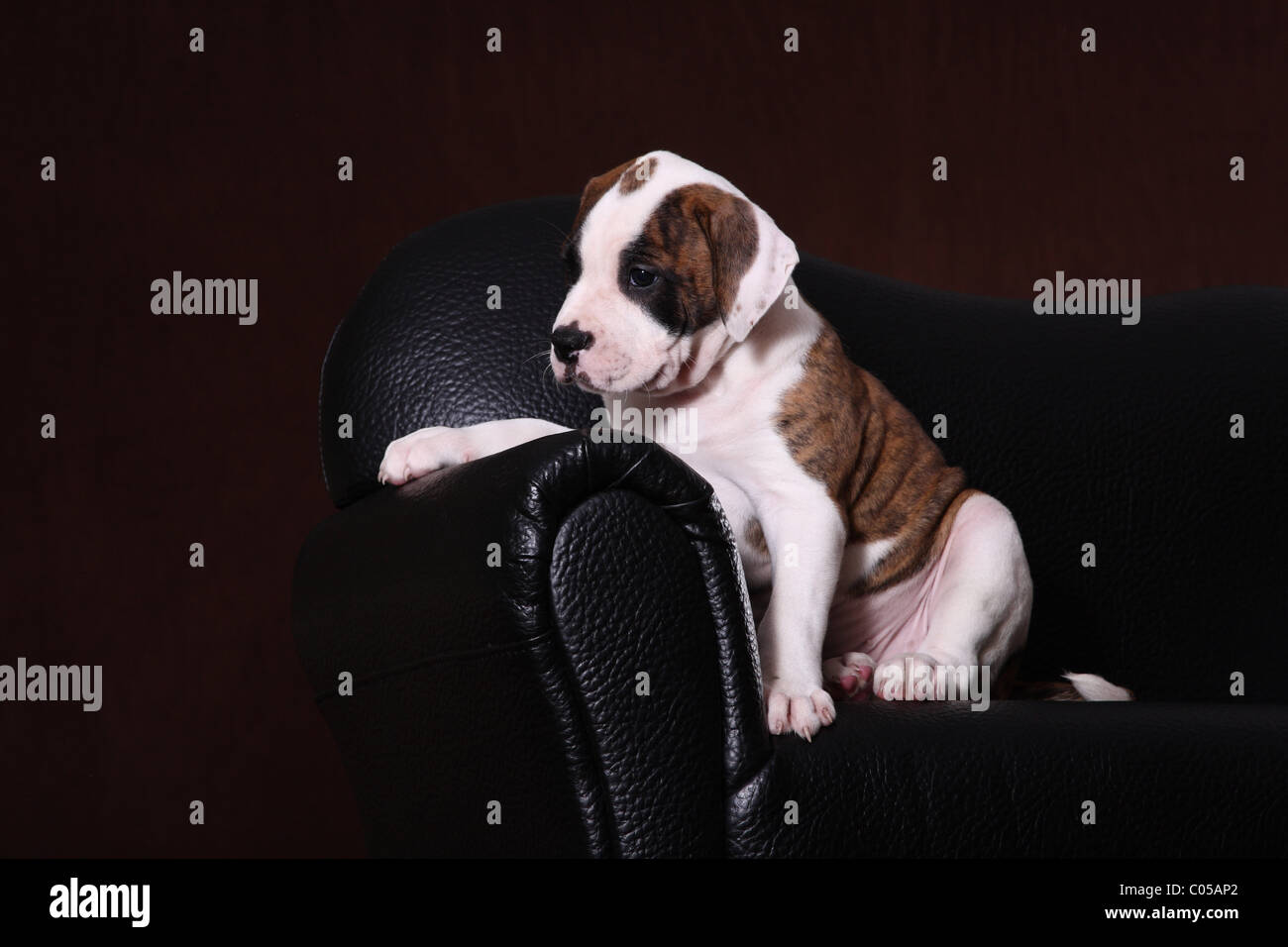 American Bulldog Puppy Stock Photo - Alamy