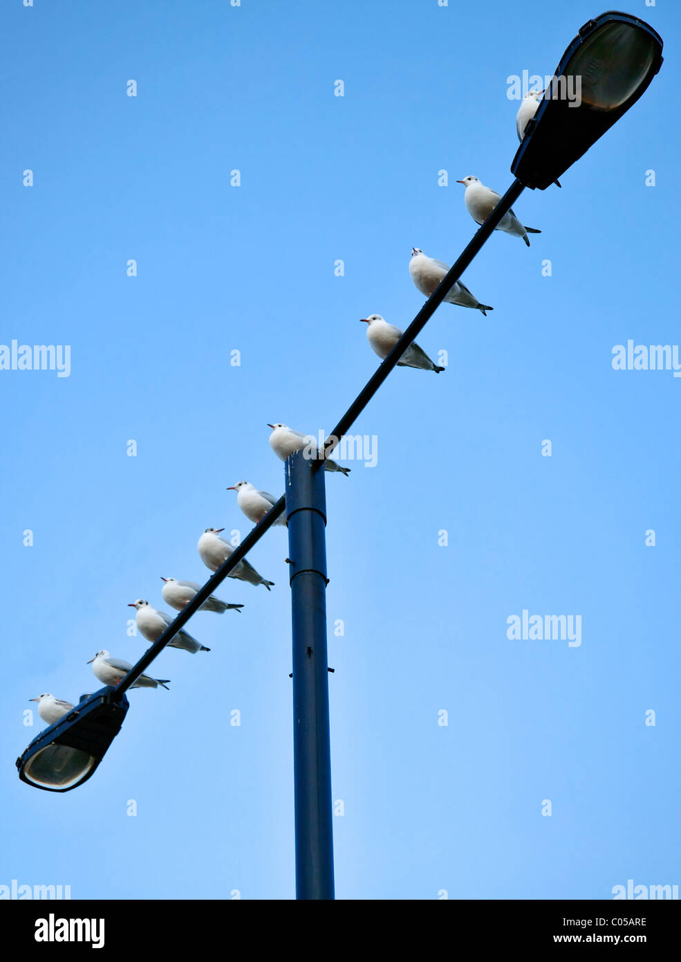 Birds sitting on lamp post, seagulls Stock Photo - Alamy